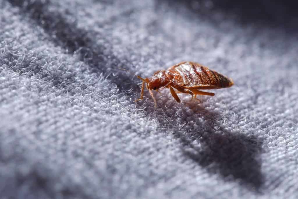 Pest Control | Bugsys Pest Solutions | Waterloo, IA